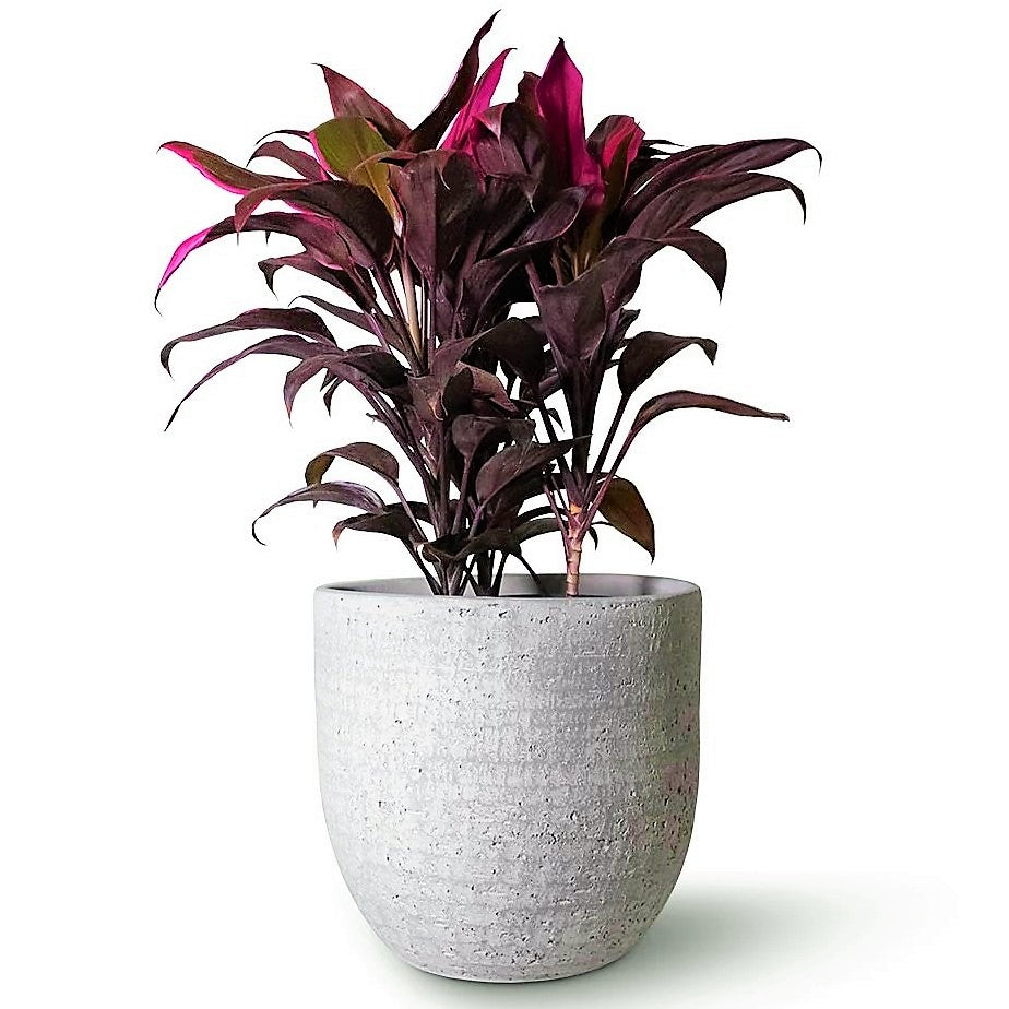 Cordyline Fruticosa Mambo, Hawaiian Ti Dubai UAE best online Plants