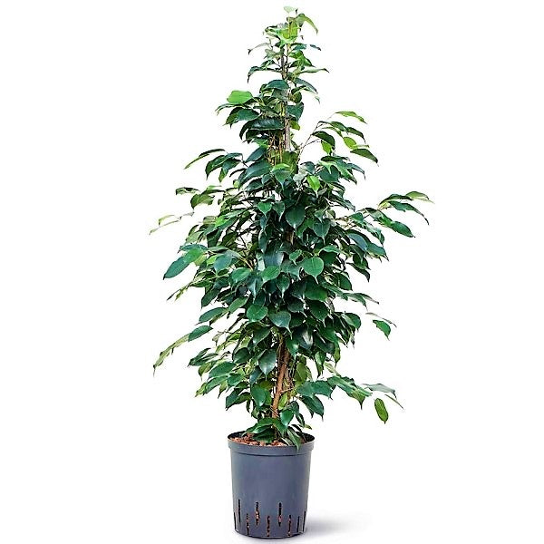 Ficus Benjamin Danielle, Weeping Fig Dubai UAE best online Plants