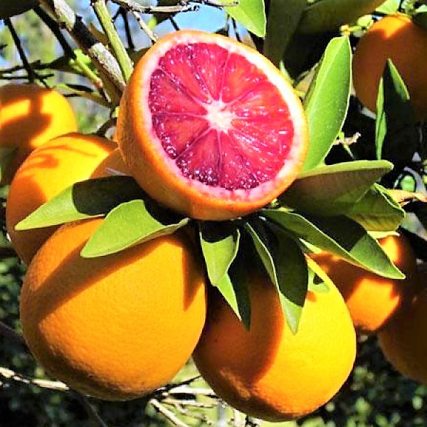Citrus sinensis Moro, Blood Orange Tree Dubai UAE best online Plants