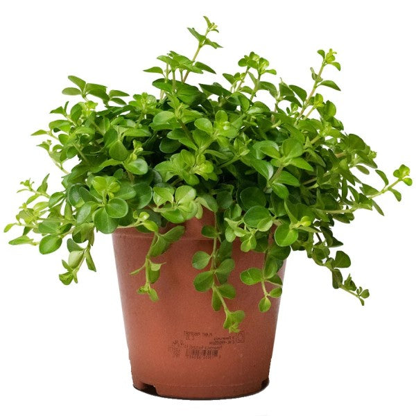 Peperomia Rotundifolia, Hope, Trailing Jade Plant Dubai UAE best online ...