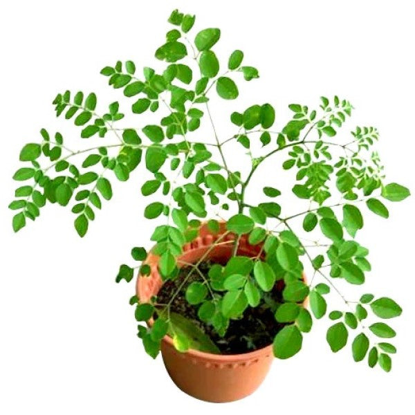 Moringa Oleifera Drum Stick Dubai UAE best online Plants
