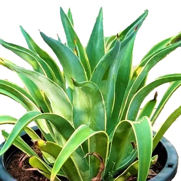 Agave Attenuata Spineless Century Buy online Plant Dubai UAE