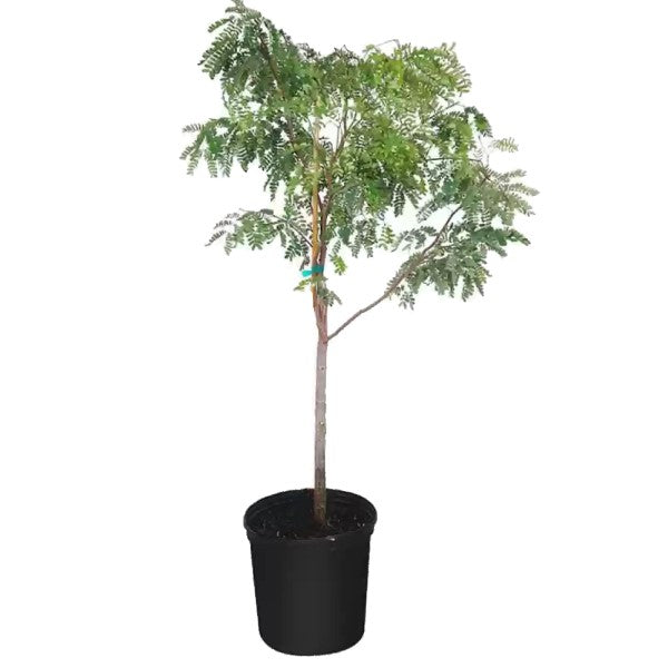 Tamarind Tree Tamarindus Indica Dubai UAE best online Plants