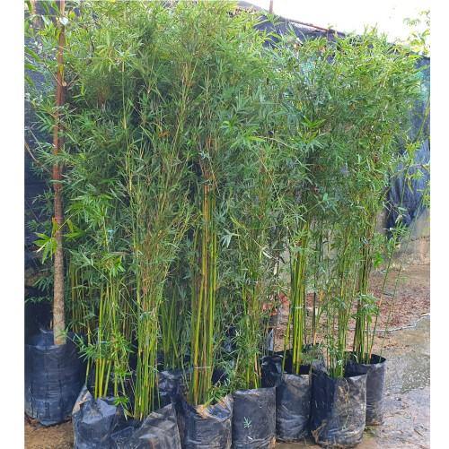 Bambusa multiplex Chinese Bamboo Buy online Plants Dubai UAE