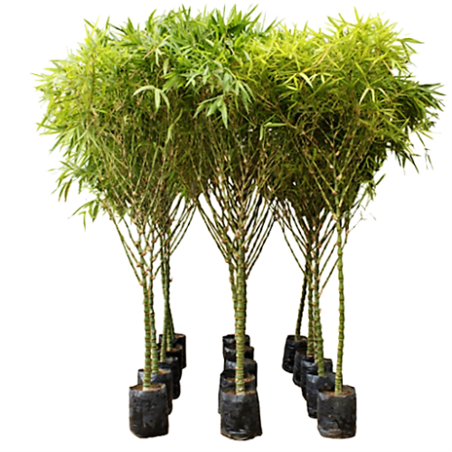 Bambusa Ventricosa Buddha’s Belly Bamboo online Plants Dubai