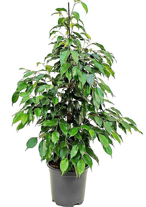 Ficus Benjamin Danielle, Weeping Fig Dubai UAE best online Plants