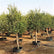 Olive Tree, Olea Europaea Dubai UAE best online Plants