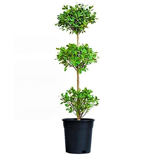 Ficus Diversifolia Three Heads Dubai UAE best online Plants